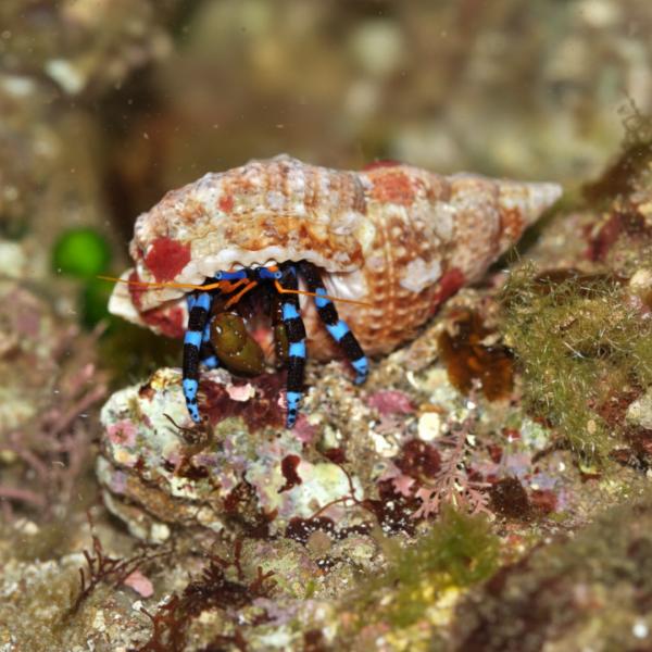 販売名： ユビワサンゴヤドカリ学名： Calcinus elegans分布： 西部太平洋〜インド洋最大体長： 約4cm青いリング模様の歩脚が特徴的な、非常に美しいヤドカリの仲間です。丈夫で飼育しやすく、ライブロックの隙間に生えた藻類や魚の食...