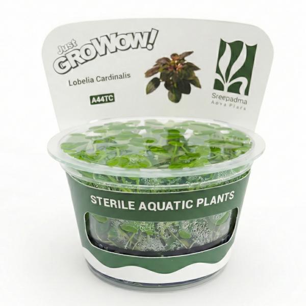 販売名： ロベリア カージナリス（GROWOW！）学名： Lobelia cardinalis分布： 北米草丈： 15cm以上北米原産の美種。脇芽を出しながら階段（テラス）状に育つ独特の草姿が特徴です。この性質から、中景に植栽することで水槽...