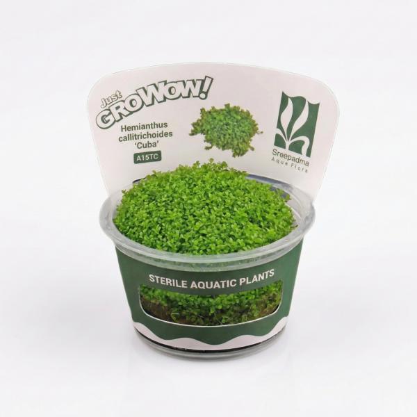 販売名： キューバパールグラス Growow!別名（略称）： パールグラスsp. キューバ学名： Hemianthus callitrichoides 'Cuba'分布： 北米最大草丈： 3cm（匍匐して広がる）世界最小級の非常に小さな丸い...