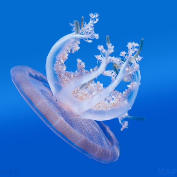 販売名： サカサクラゲ別名（略称）： アップサイドダウンジェリーフィッシュ学名： Cassiopea ornata分布： 太平洋、インド洋最大体長： 約10cm（傘径）その名の通り、水槽の底で逆さまに生活するユニークなクラゲです。触手内に褐...