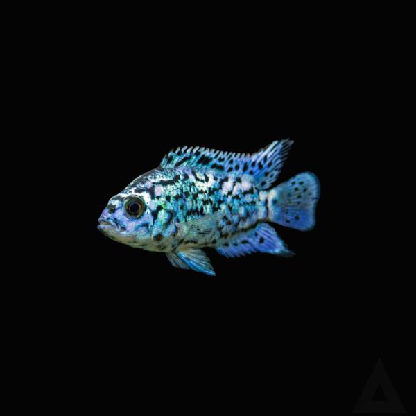 販売名： ブルーデンプシー学名： Rocio octofasciata var.分布： 改良品種最大体長： 20cm全身がメタリックブルーに輝く、ジャックデンプシーの改良品種です。唯一無二の鮮烈な発色は成長とともに深みを増し、成魚の貫禄は見...