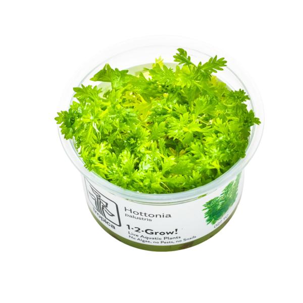 販売名： トロピカ社 1-2-Grow! ホトニア・パルストリス別名（略称）： ウォーターバイオレット学名： Hottonia palustris分布： ヨーロッパ育成難易度： ★★★☆☆商品説明デンマークの有名な水草ファーム、トロピカ社の...