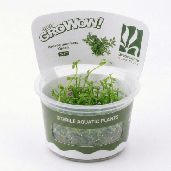 販売名： バコパ モンニエリ Growow!学名： Bacopa monnieri分布： 世界各地最大草丈： 40cm明るいライトグリーンの丸い葉を対生させる、非常にポピュラーで丈夫な有茎草です。水質への適応範囲が広く、強い光やCO2添加が...