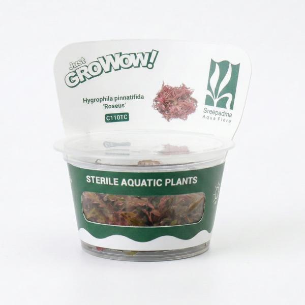 販売名： ハイグロフィラ ピナティフィダ ロゼウス学名： Hygrophila pinnatifida Roseus分布： 改良品種（原種：インド）最大体長： 草丈20cm以上インド原産のピナティフィダをベースにした、赤みの強さが際立つ美し...