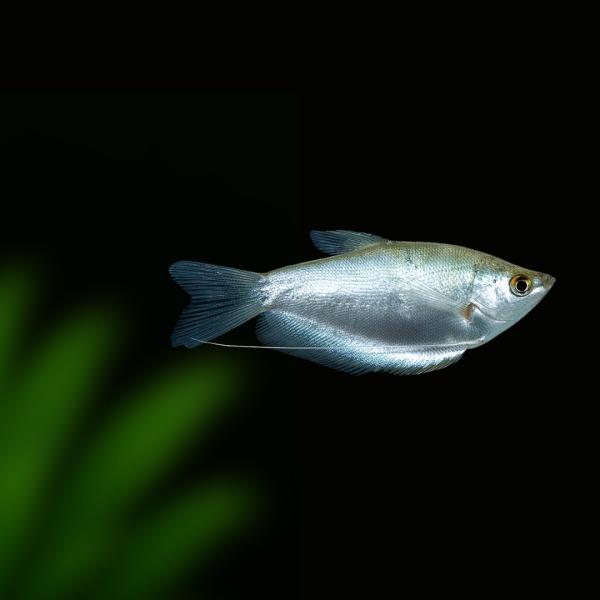 販売名： シルバーグラミー別名（略称）： オパリーングラミー、ブルーグラミー学名： Trichopodus trichopterus var.分布： 改良品種 （原種：東南アジア）最大体長： 約15cm商品説明スリースポットグラミーの改良品...