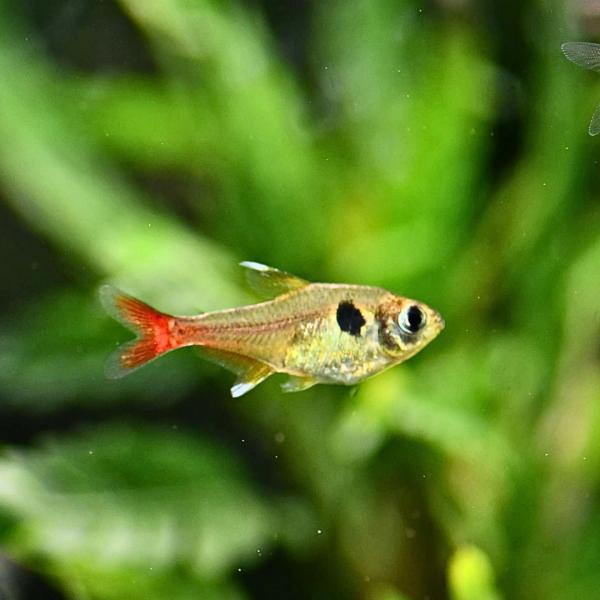 販売名： イエローファントム・テトラ別名（略称）： ―学名： Hyphessobrycon roseus分布： 南米 ― スリナム、ガイアナ最大体長： 約4cm商品説明鮮やかな黄色の体色が美しい、人気のカラシンです。肩口に入る黒いスポットが...