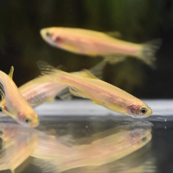 販売名： ゴールデン・ゼブラダニオ別名（略称）： ゼブラ・ダニオ（黄変種）学名： Danio rerio (var.)分布： 改良品種 （原種：インド）最大体長： 約5cm商品説明古くから知られるゼブラ・ダニオの黄変改良品種です。ゼブラ模様...