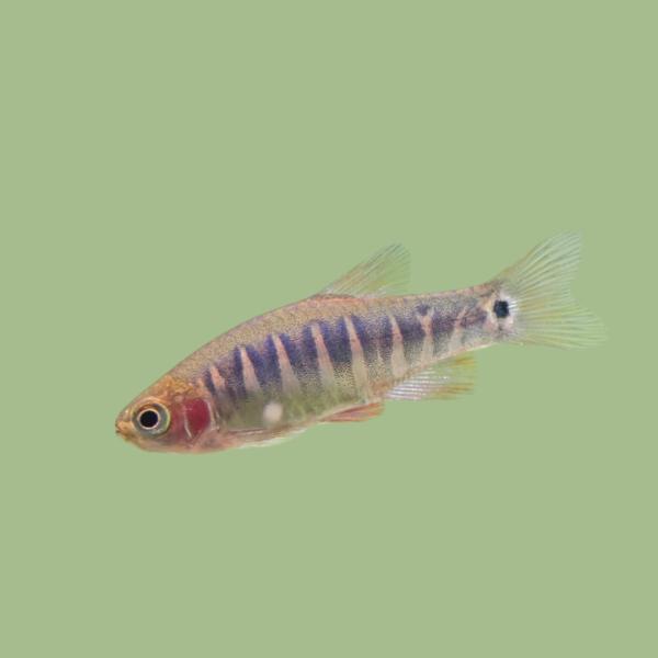 販売名： ミクロラスボラ・エリスロミクロン別名（略称）： ミクロ・ラスボラ学名： Danio erythromicron (旧 Microrasbora erythromicron)分布： ミャンマー ― インレー湖周辺最大体長： 約2cm...