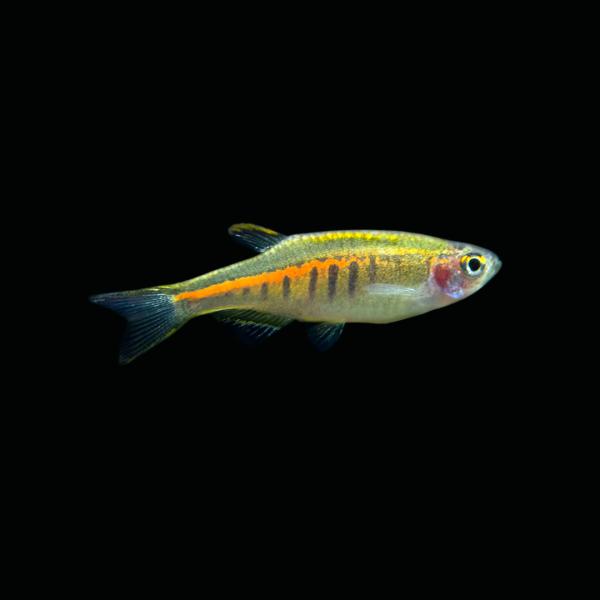 販売名： オレンジグリッターダニオ別名（略称）： グローライトダニオ学名： Danio choprae分布： ミャンマー最大体長： 約3cm商品説明ミャンマー原産の小型のダニオの仲間です。オレンジ色に輝く体側と、キラキラと光るラメ状の鱗が大...