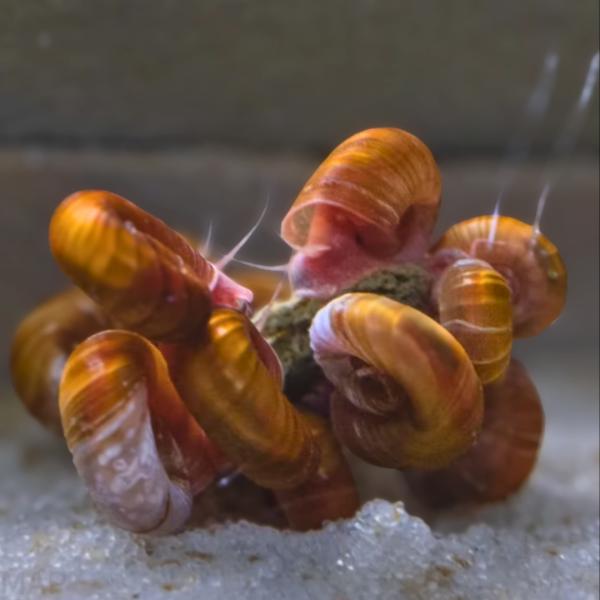 販売名： レッドラムズホーン別名（略称）： ―学名： Indoplanorbis exustus分布： 改良品種（原種は東南アジアなど）最大体長： 約2cm美しい赤い殻が特徴的な巻貝です。水槽内の残り餌やコケを食べてくれるため、掃除役として...