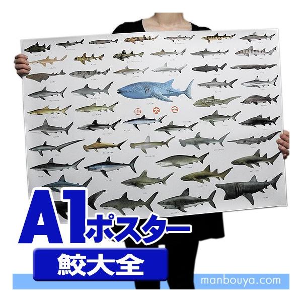 サメがいっぱいの大型ポスターとてもはっきりとしたリアルで綺麗なイラスト。大きなジンベエザメから深海鮫まで、色々なサメが50種類。大人気「図鑑大全シリーズ」のA1サイズポスター。箱入りなのでプレゼントにもおすすめです。 お風呂ポスターとして使...