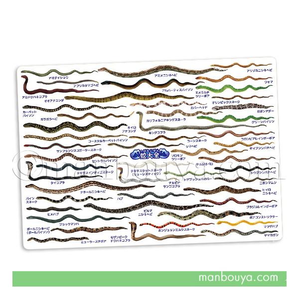 色々な種類のへび49種をリアルなイラストで描いた図鑑タイプのA4サイズしたじき。細いものが沢山並んでいるので、遠くから見るとごちゃごちゃしています。(^-^;ニシキヘビ、大きいのがよく分かりますね。猛毒のガボンアダー、体の形や模様が面白い。...