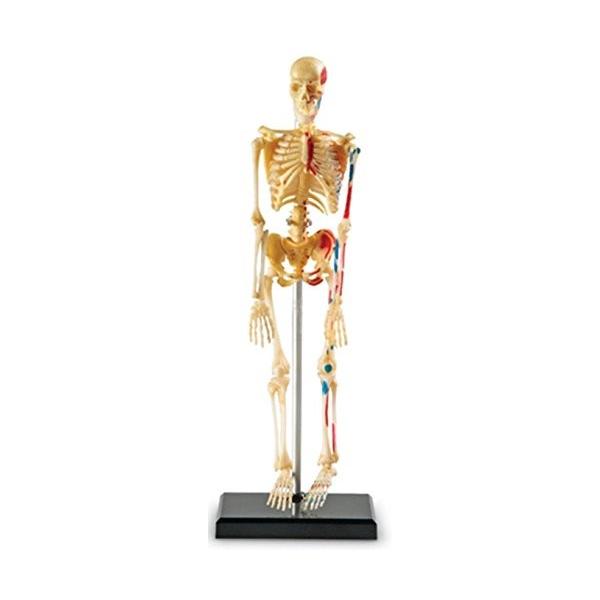 知育玩具 パズル ブロック ラーニングリソース LER3337 Learning Resources Skeleton Model, Miniature Model, Easy to Manipulate, 41-Piece Model, ...
