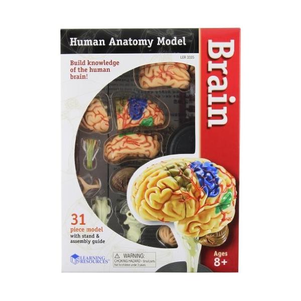 知育玩具 パズル ブロック ラーニングリソース LER3335 Learning Resources Brain Model 3.75 inches海外限定品を迅速輸入！5〜15営業日にて発送します。商品名（自動翻訳）：学習リソース脳モデル...