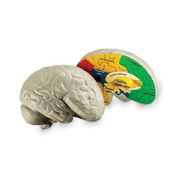 知育玩具 パズル ブロック ラーニングリソース LER1903 Learning Resources Cross-section Brain Model - 2 Pieces, Ages 7+ Brain Anatomy Model, Br...