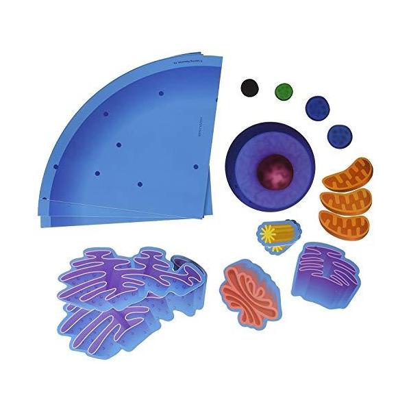 知育玩具 パズル ブロック ラーニングリソース LER6039 Learning Resources Giant Magnetic Animal Cell, Classroom Supplies, 4 Piece Animal Cell, ...