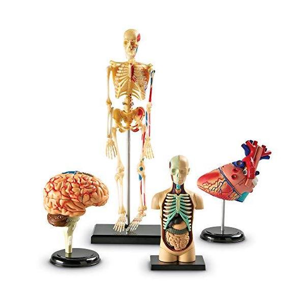 知育玩具 パズル ブロック ラーニングリソース LER3338 Learning Resources Anatomy Models Bundle Set, Brain, Body, Heart, Skeleton, Classroom De...