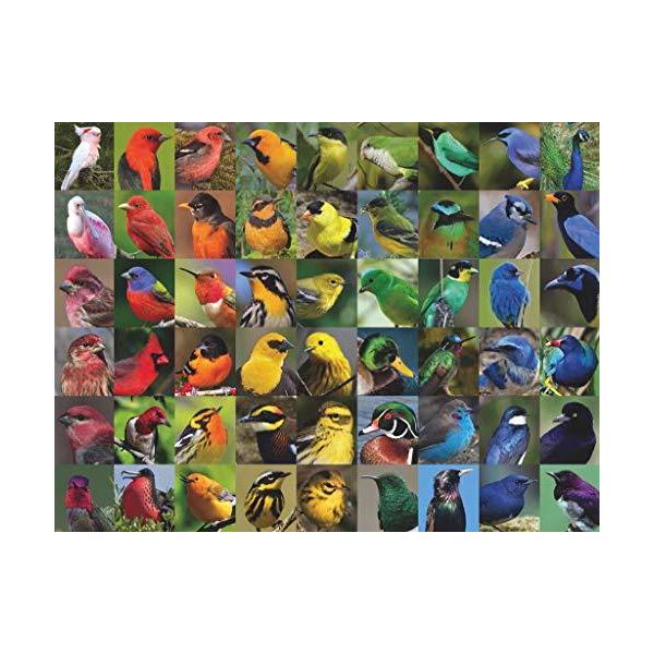 ジグソーパズル 海外製 アメリカ 43224-12375 New York Puzzle Company - Cornell Lab Rainbow of Birds - 1000 Piece Jigsaw Puzzle for Adult...