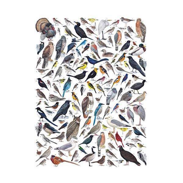 ジグソーパズル 海外製 アメリカ NPZCB1837 New York Puzzle Company - Cornell Lab Birds of Western North America - 1000 Piece Jigsaw Puzz...
