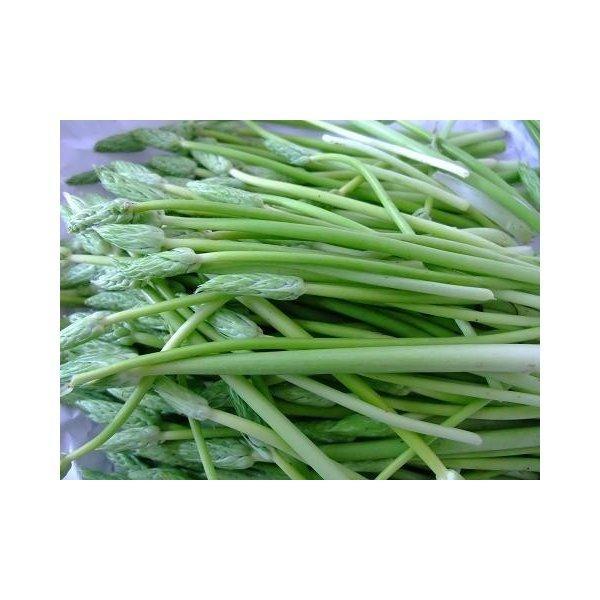 8月入荷予定です。アスペルジュ・ソヴァージュサッと茹でて召し上がってください！冷凍のまま茹でてください炒めても美味しいです。トロッとした食感はオクラのようですが、アスパラの香りもあります。今だけの食材です。フランスのピレネー地方原産で西ヨー...