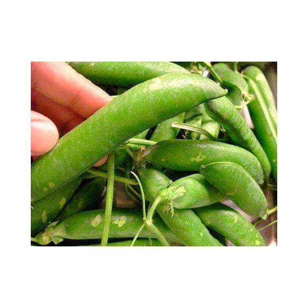 イタリア産の生のグリーンピース（さや付き）生でイタリアのピゼリを食べれるなんて!季節ものに付き、突然の終了はご了承ください。毎週末に入荷予定商品は予告無く終了する場合がございます。