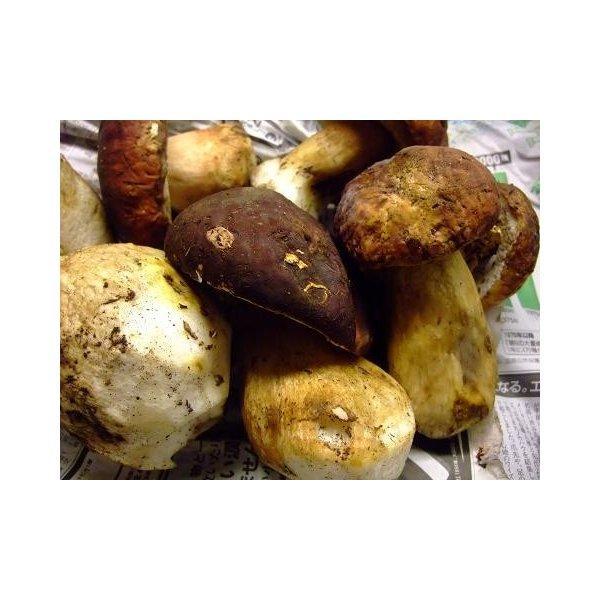 和名：ヤマドリダケ収穫期間：７〜11月フレッシュのセップは生でスライスしたり、リゾット、パスタなどにむいています。凝縮した旨み、豊潤な香り、弾力の強い肉質。生でも加熱しても、丸ごとでもピューレにしても個性が生きる稀有の茸。イタリア名はポルチ...