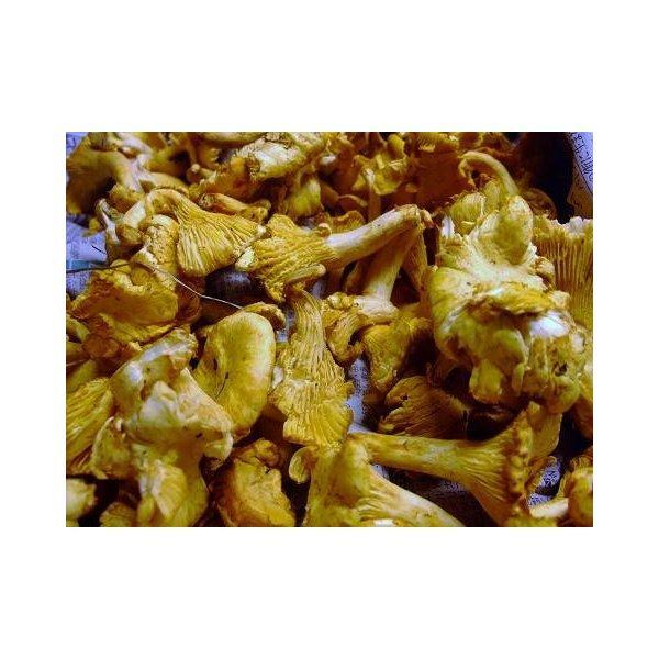 生のジロール（きのこ）の入荷です！！＊天然のキノコ（きのこ）なので汚れや虫食いなどがございます。理解いただける方のみの販売とさせていただきます。ソテーしたり、スープに入れたり・・・・高級キノコです！！ヨーロッパでは人気のあるキノコのひとつ。...