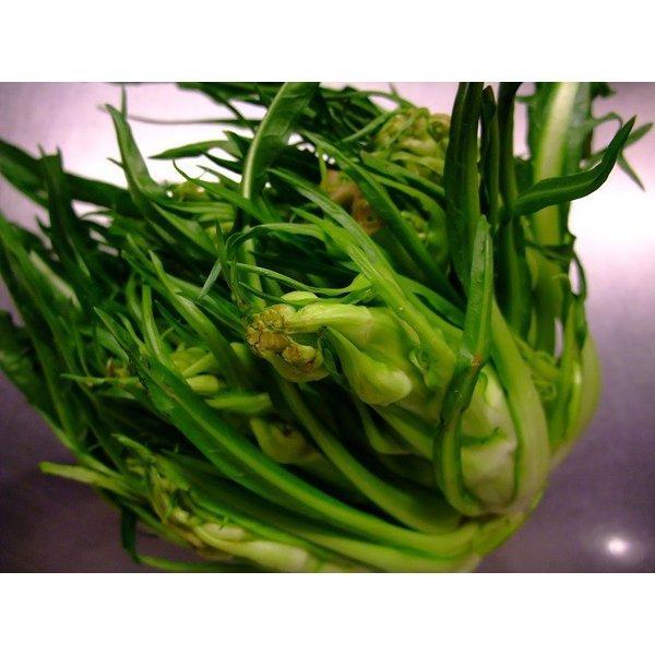 イタリアのローマを代表するサラダです。苦味が強く、シャキシャキした歯ごたえ。サラダやパスタなどに最適アンチョビとの相性がよく、アンチョビのドレッシングをかけると苦みが減るから不思議！切ってから氷水にさらすとシャッキシャッ♪。この商品は量り売...