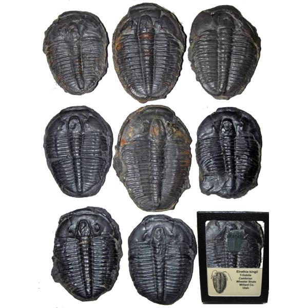 【商品概要】学名：Elrathia Kingii 三葉虫 エルラシア 約30mm前後 アメリカ、ユタ州時代：カンブリア紀中期　約5億年前 三葉虫：約 30mm　ケースサイズ：82 × 60 × H20ｍｍカンブリア紀に出現し、ペルム紀まで生...