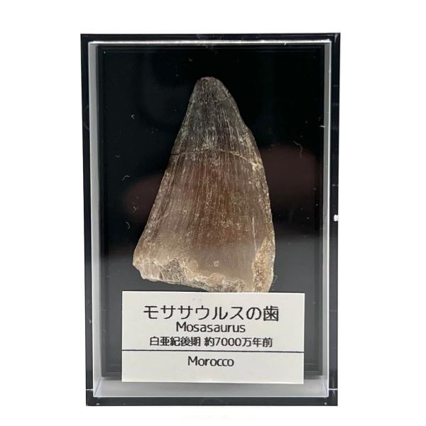 【商品概要】白亜紀の海に棲息したモササウルスの本物の歯の化石です35mm前後の大きな歯をケースに入れてお届けします画像のお届け例のようなものからランダムにお送りします【商品説明】モササウルスは白亜紀後期・約7000万年前の海に生息した巨大な...