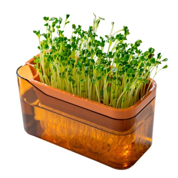 【商品概要】水栽培（水耕栽培)用のスプラウト栽培容器サイズ：約 縦89mm×横180mm×高さ95mm重量：185g材質：上ケース＝ポリプロピレン 下ケース＝ポリスチレン日本製※種などは付属していません。【商品説明】【商品詳細】ブランド：オ...