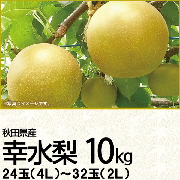 ●４Ｌ２４〜２Ｌ３２玉　※サイズ・個数の指定は出来ません、予めご了承くださいませ。●8月25日〜9月17日の間承り順に順次発送※指定日配達は承っておりません。※天候及び生育状況により「承り期間」を早めたり、「お届け期間」が変更になる場合もご...