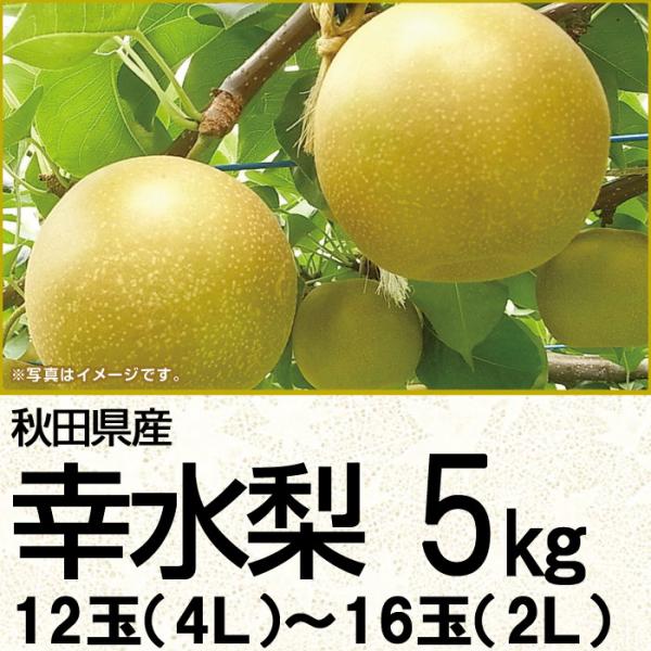 ●４Ｌ１２〜２Ｌ１６玉　※サイズ・個数の指定は出来ません、予めご了承くださいませ。●8月25日〜9月17日の間承り順に順次発送※指定日配達は承っておりません。※天候及び生育状況により「承り期間」を早めたり、「お届け期間」が変更になる場合もご...
