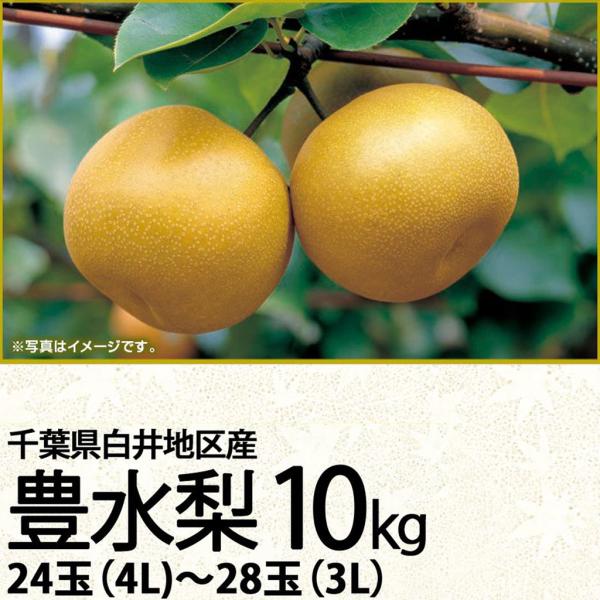 ●２４玉〜２８玉　※サイズ・個数の指定は出来ません、予めご了承くださいませ。●8月20日〜9月19日の間承り順に順次発送※指定日配達は承っておりません。※天候及び生育状況により「承り期間」を早めたり、「お届け期間」が変更になる場合もございま...