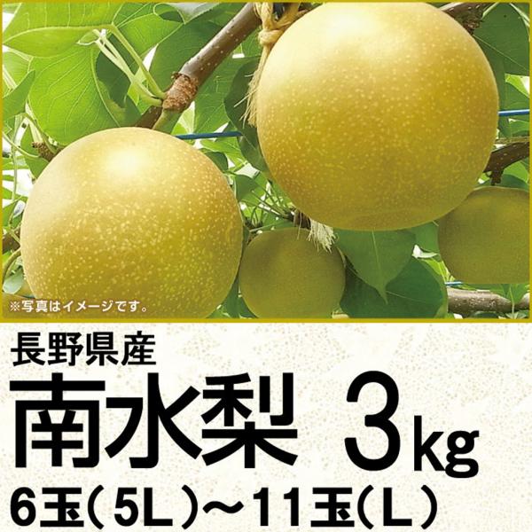 ●６〜１１玉　※サイズ・個数の指定は出来ません、予めご了承くださいませ。●9月22日〜9月30日の間承り順に順次発送※指定日配達は承っておりません。※天候及び生育状況により「承り期間」を早めたり、「お届け期間」が変更になる場合もございます。...