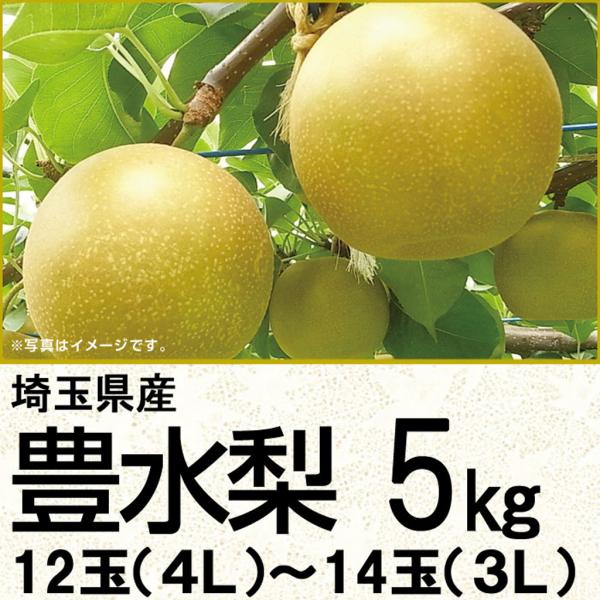 ●１２玉〜１４玉　※サイズ・個数の指定は出来ません、予めご了承くださいませ。●9月1日〜9月14日の間承り順に順次発送※指定日配達は承っておりません。※天候及び生育状況により「承り期間」を早めたり、「お届け期間」が変更になる場合もございます...