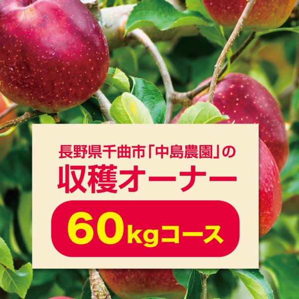 ●承り期間：10月12日15時まで●収穫日：11月14日・11月15日10月下旬頃往復はがきにてご選択いただきます。○収穫オーナーとは？長野県千曲市「中島農園」のりんご（サンふじ）の樹を、今シーズンの間 、1口に付き1〜2本の樹の収穫オーナ...
