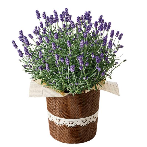 四季咲き性のラベンダー。心地良い香りが広がります。●商品内容青紫系、５号鉢、バスケット※つぼみの多い状態でお届けします。●同梱品母の日メッセージカード、お手入れのしおり※メッセージカードは固定メッセージになります。ご希望のメッセージをお入れ...