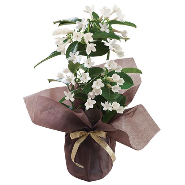 甘い香りと純白の花が清楚なマダガスカルジャスミン。●商品内容白系、４号鉢、受皿、ラッピング、リボン※つぼみを含んだ状態でお届けします。　　●同梱品母の日メッセージカード、お手入れのしおり※メッセージカードは固定メッセージになります。ご希望の...