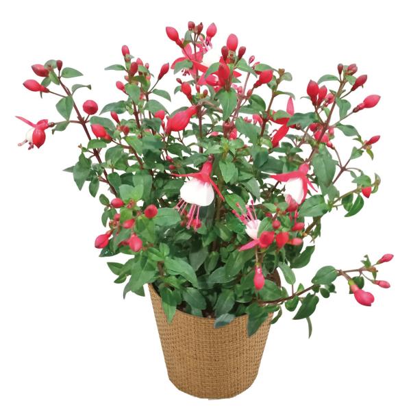 たくさんの枝に赤と白の色鮮やかな花を次々に咲かせます。●商品内容商品サイズ：幅１２ｃｍ、高さ２５ｃｍ、赤・白系、４号鉢 、バスケット※蕾を含んだ状態でお届けいたします。●承り期間：5月4日（月）15：00まで●お届け期間5/7（木）〜5/1...