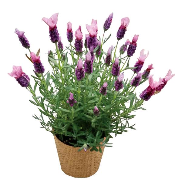 優美な香りが特徴的なラベンダーです。●商品内容商品サイズ：幅１２ｃｍ、高さ２５ｃｍ、ピンク系、４号鉢 、バスケット※蕾を含んだ状態でお届けいたします。●承り期間：5月4日（月）15：00まで●お届け期間5/7（木）〜5/10（日）の間の間の...