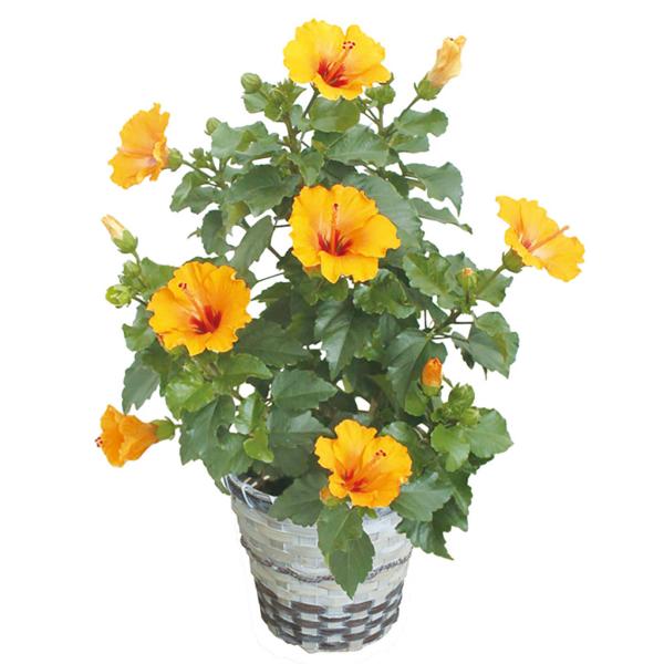 オレンジ色の花が美しいハイビスカス。通常の品種よりも多く花を咲かせてくれます。●商品内容オレンジ系５号鉢、バスケット※つぼみの状態でお届けします。　　●同梱品父の日メッセージカード、お手入れのしおり※メッセージカードは固定メッセージになりま...