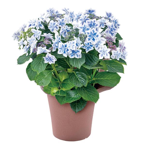和のたたずまいを感じさせる爽やかなブルーのあじさいです。●商品内容５号鉢、鉢カバー(樹脂製)、ラッピング※蕾を含んだ状態でお届けします。　　●同梱品母の日メッセージカード、お手入れのしおり※メッセージカードは固定メッセージになります。ご希望...