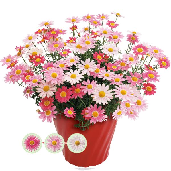 濃いピンクから淡いピンクに色変わりするマーガレット。明るい春色の花束のような一鉢でギフトに最適です。●商品内容ピンク系、６号プラスチック鉢●同梱品母の日メッセージカード、お手入れのしおり※メッセージカードは固定メッセージになります。ご希望の...