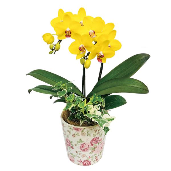 ジャパンフラワーセレクション「２０１８−１９最優秀賞」受賞。輝く黄色と熱烈な赤リップのコントラストが見事です。●商品内容黄色（リップ赤）系、４．５号２本立ち、花柄陶器鉢●同梱品母の日メッセージカード、お手入れのしおり※メッセージカードは固定...