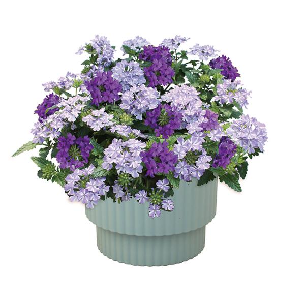 涼しげな２色ブルーミックスのお花が豪華に咲き続けます。切り戻すと繰り返し咲くのも魅力です。●商品内容紫・青系、６．５号プラスチック鉢※つぼみの多い状態でお届けします。写真は到着から約１週間後のイメージです。●同梱品母の日メッセージカード、お...