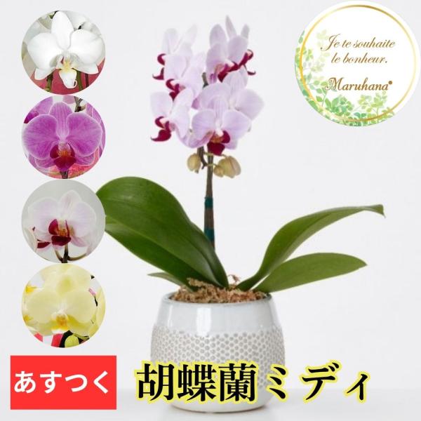 【商品情報】胡蝶蘭 ミディ１本立ち・花色：白・白赤・黄色　よりお選びください・鉢：丸鉢（陶器鉢）※写真とは品種が異なる場合がございます。・送料無料※北海道・沖縄お届けは別途送料となります。)・お届け日の指定ができます。※12月〜2月の期間中...