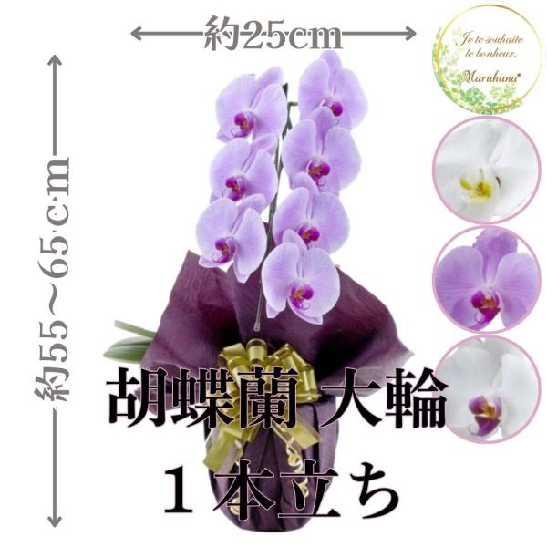 【商品情報】・高さ：　約50〜65ｃｍ（鉢底から）・幅：　約25ｃｍ・鉢サイズ：　約15ｃｍ・一本あたりの花数：　7輪以上（つぼみ込み）【オプション説明】オプション1●ダイヤモンド加工・・・天然ダイヤモンド【0.2ct】入りラメスプレーを胡...