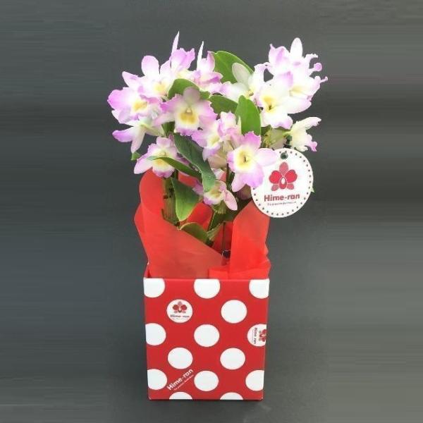 【発売日：2026年04月14日】心が和む可愛らしい桃色のお花をお届けします。寒さに強く水やりも少なくていいので、育てやすいです。３．５号の内鉢です。（紙製ボックス入り）上品な淡いピンク系の最新品種。花付きが極めて良く、花が密に咲き、株立ち...