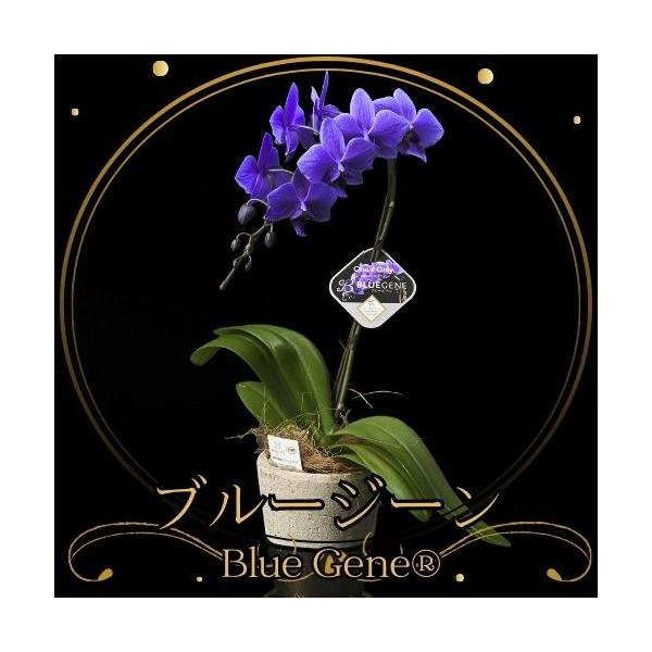 胡蝶蘭ブルージーンを贈る世界で初めて天然の青色を叶えた胡蝶蘭「Blue Gene（ブルージーン）」をお届けします。石原産業の情熱とバイオ技術により、15年以上にわたる研究開発が重ねられ、ついに永遠に青色を呈する青色の胡蝶蘭の実現に至りました...